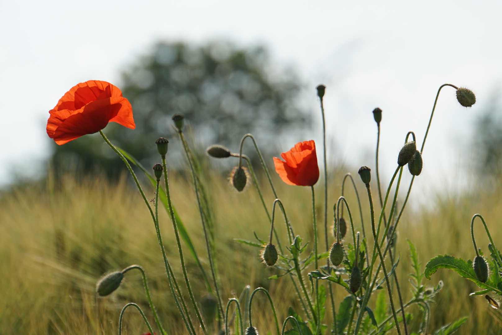 Mohnblumen Foto & Bild | flowers, natur, landschaft Bilder auf fotocommunity