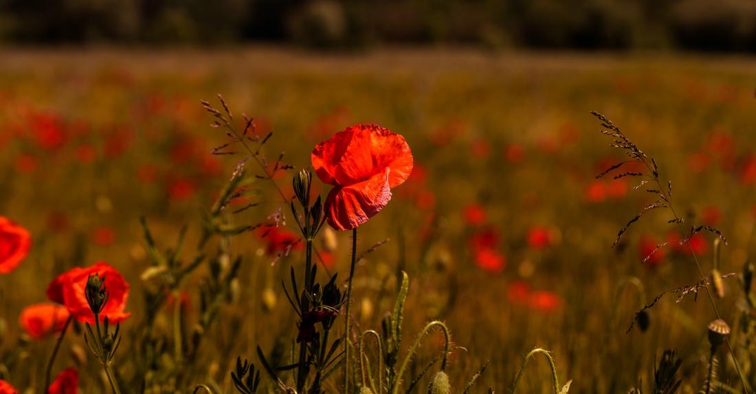 Mohnblumen Foto & Bild | pflanzen, pilze & flechten, blüten- & kleinpflanzen, mohn Bilder auf ...
