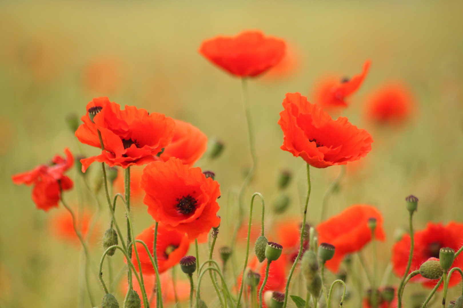 Mohnblumen Foto & Bild | pflanzen, pilze & flechten, sonstiges, blüten- & kleinpflanzen Bilder ...