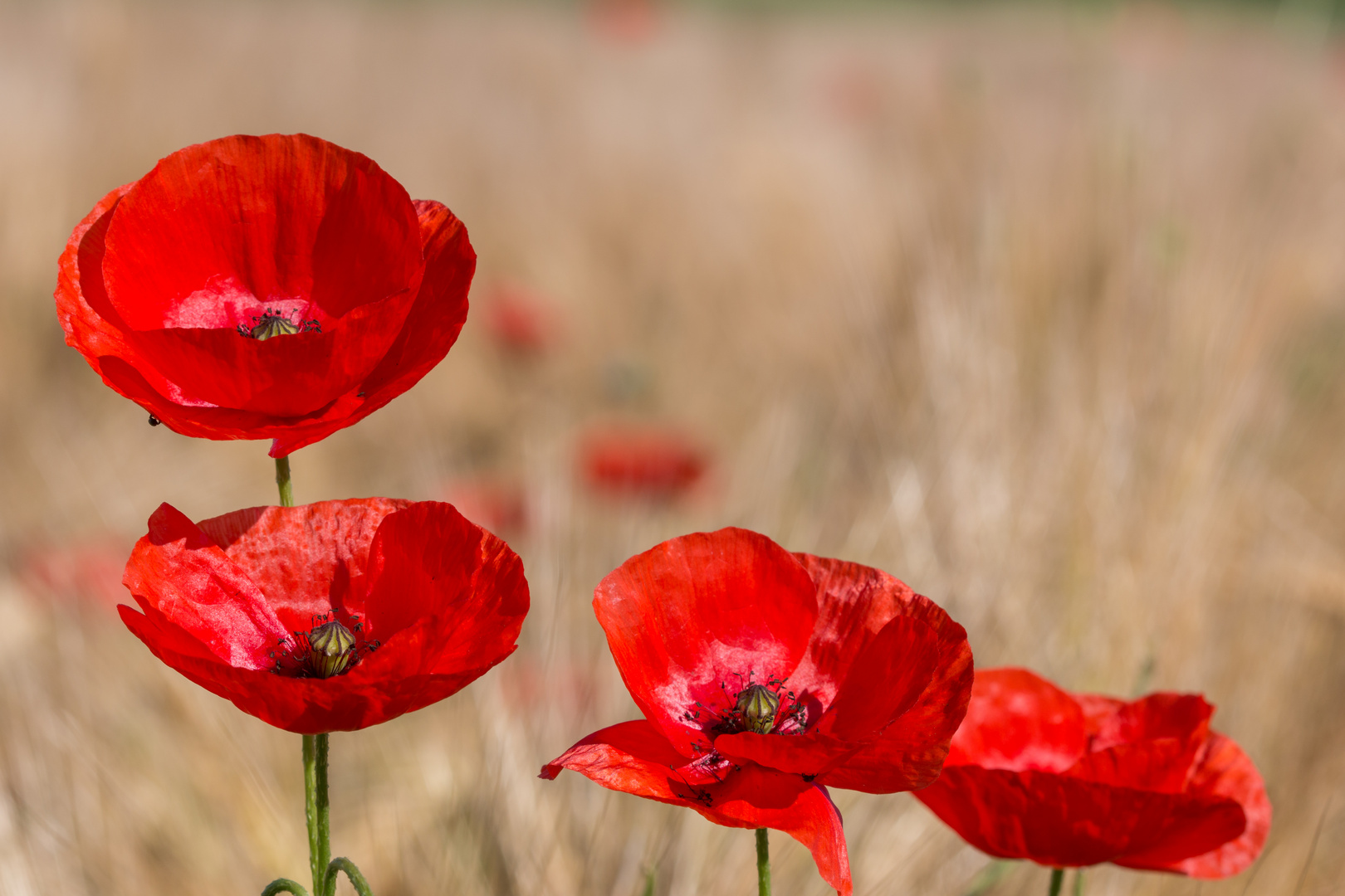Mohnblumen Foto & Bild | natur und pflanzen, natur, mohn Bilder auf fotocommunity