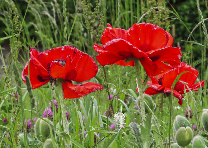 Mohnblumen Foto & Bild | jahreszeiten, sommer, bearbeitungs - techniken Bilder auf fotocommunity