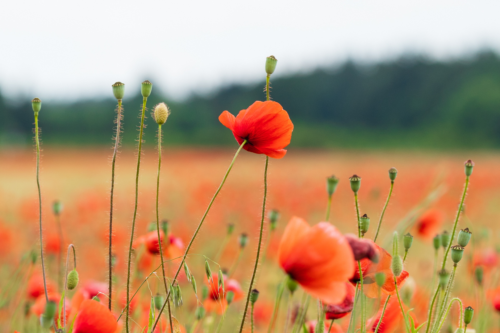 Mohnblumen II Foto & Bild | art, spezial, natur Bilder auf fotocommunity