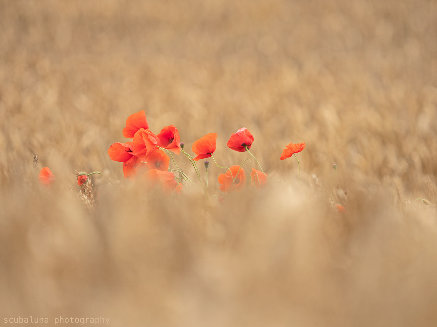Mohnblumen im Kornfeld Foto & Bild | pflanzen, pilze & flechten, landschaft, blüten ...