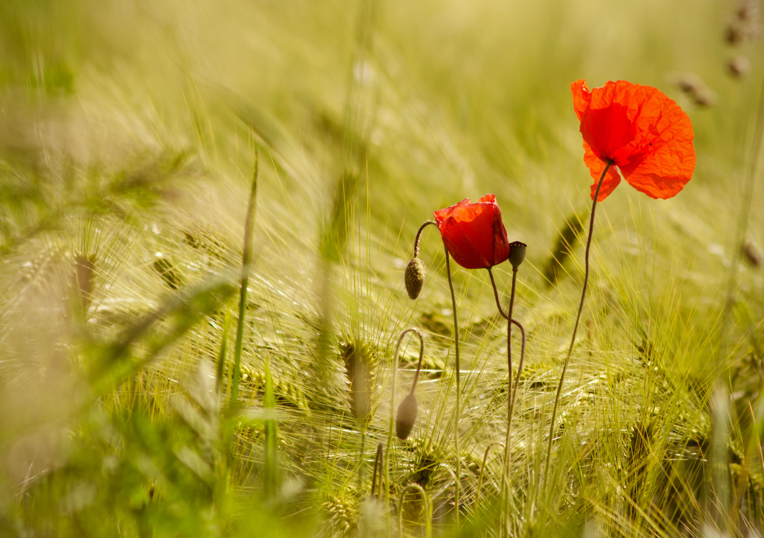 Mohnblumen im Wind.. Foto & Bild | pflanzen, pilze & flechten, blüten- & kleinpflanzen, mohn ...