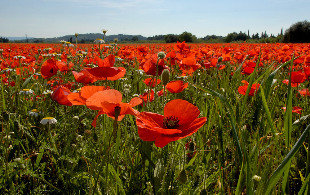 Mohnblumenfeld Foto & Bild | pflanzen, pilze & flechten, blüten ...