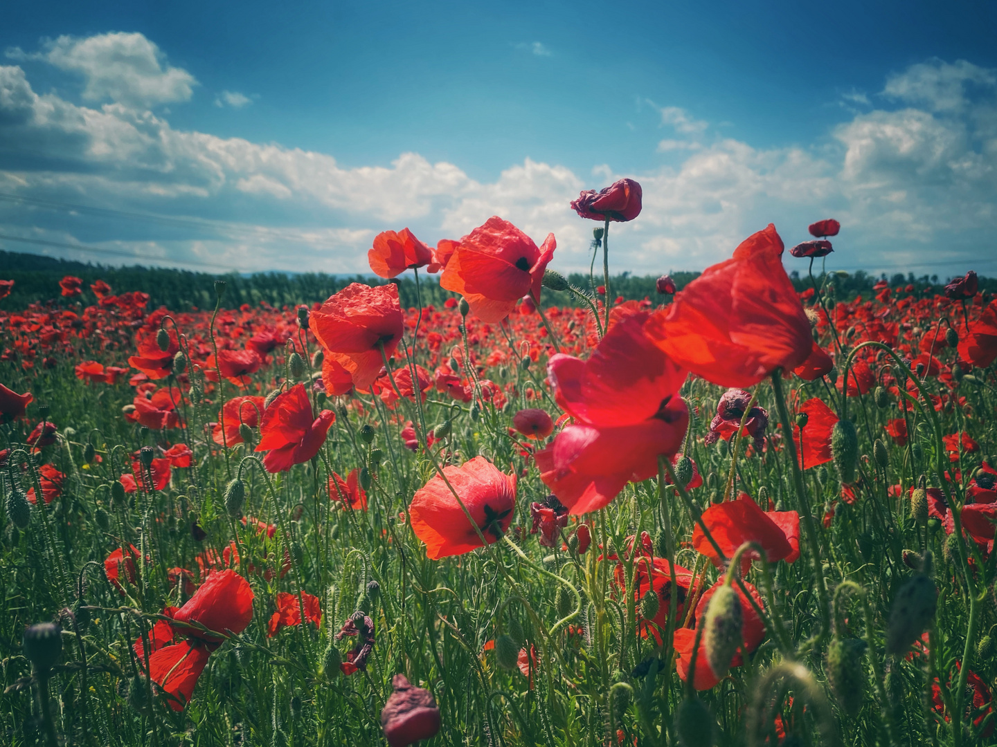 Mohnblumenfeld Foto & Bild | pflanzen, pilze & flechten, blüten ...