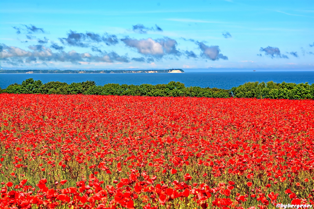 Mohnblumenfeld Foto & Bild | pflanzen, pilze & flechten, blüten ...