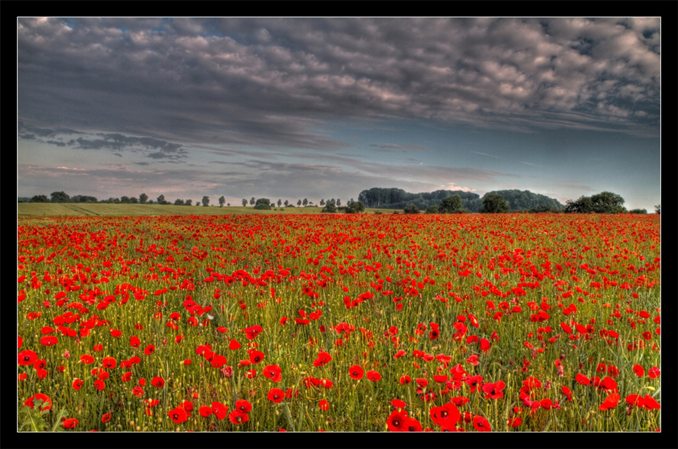 Mohnblumenfeld Foto & Bild | landschaft, Äcker, felder & wiesen ...