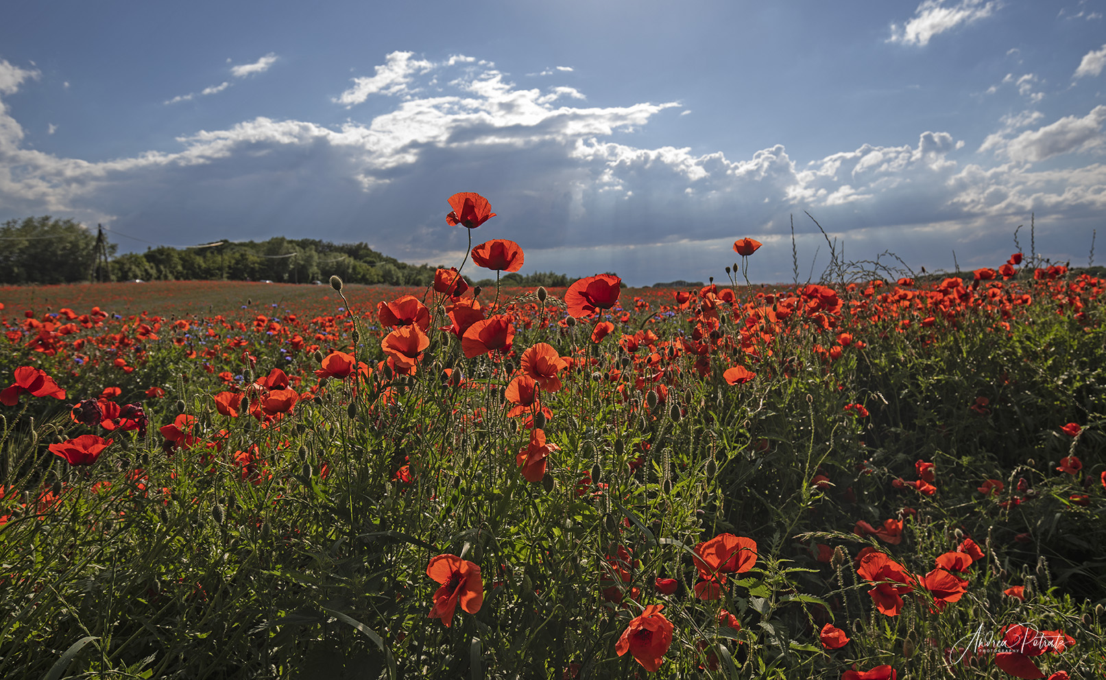 Mohnblumenfeld Foto & Bild | pflanzen, pilze & flechten, landschaft ...
