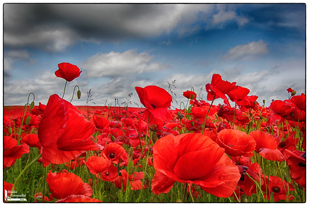 Mohnblumenfeld... Foto & Bild | pflanzen, pilze & flechten, blüten ...