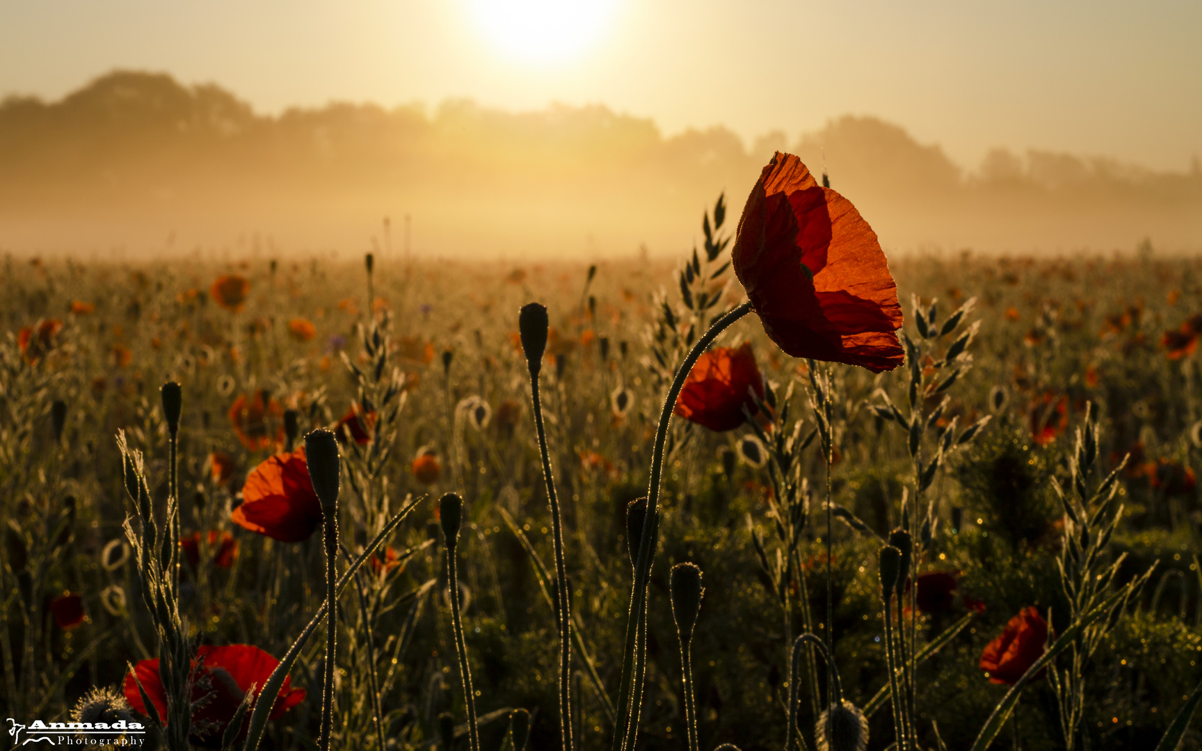 Mohnblumenfeld bei Sonnenaufgang Foto & Bild | pflanzen, pilze ...