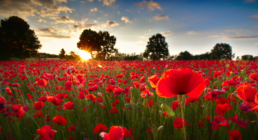 Mohnblumenfeld Foto & Bild | flower, nature, sunset Bilder auf ...