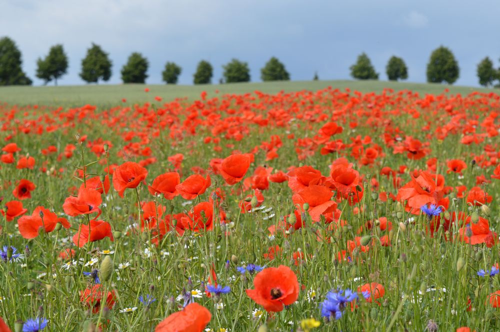 Mohnblumenfeld Foto & Bild | natur, landschaft, pflanzen Bilder auf ...