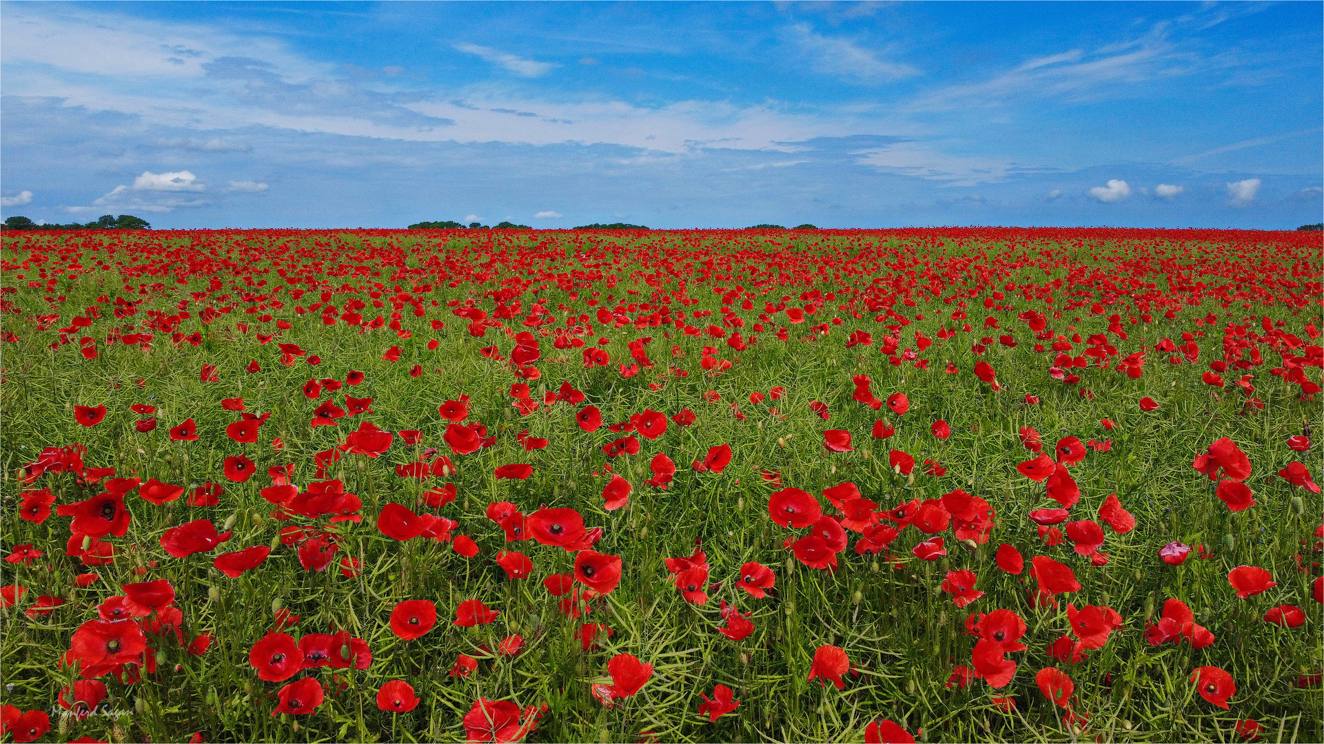 Mohnblumenfeld... Foto & Bild | deutschland, europe, mecklenburg ...