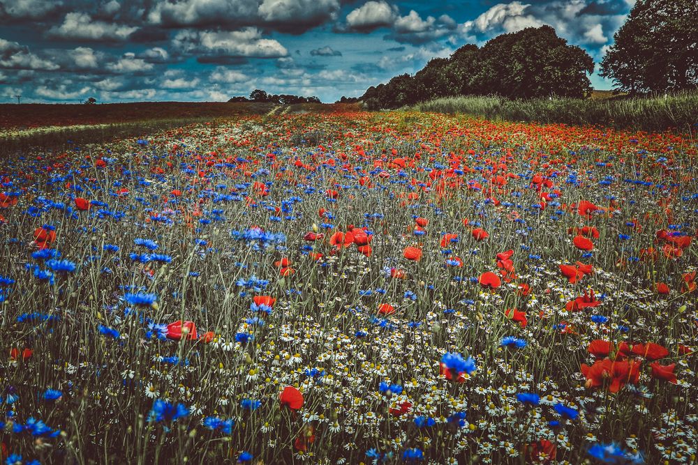 Mohnblumenfeld Foto & Bild | natur, landschaft, pflanzen Bilder auf ...