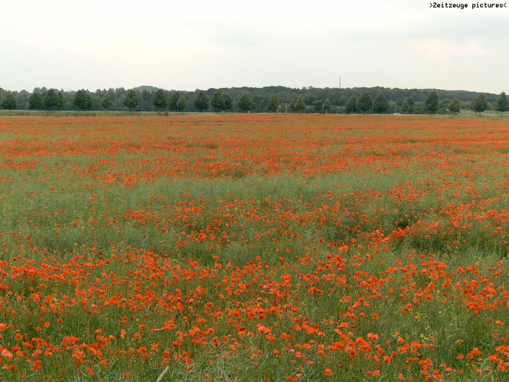 Mohnblumenfeld im sommer in Dortmund Nette Foto & Bild | pflanzen ...