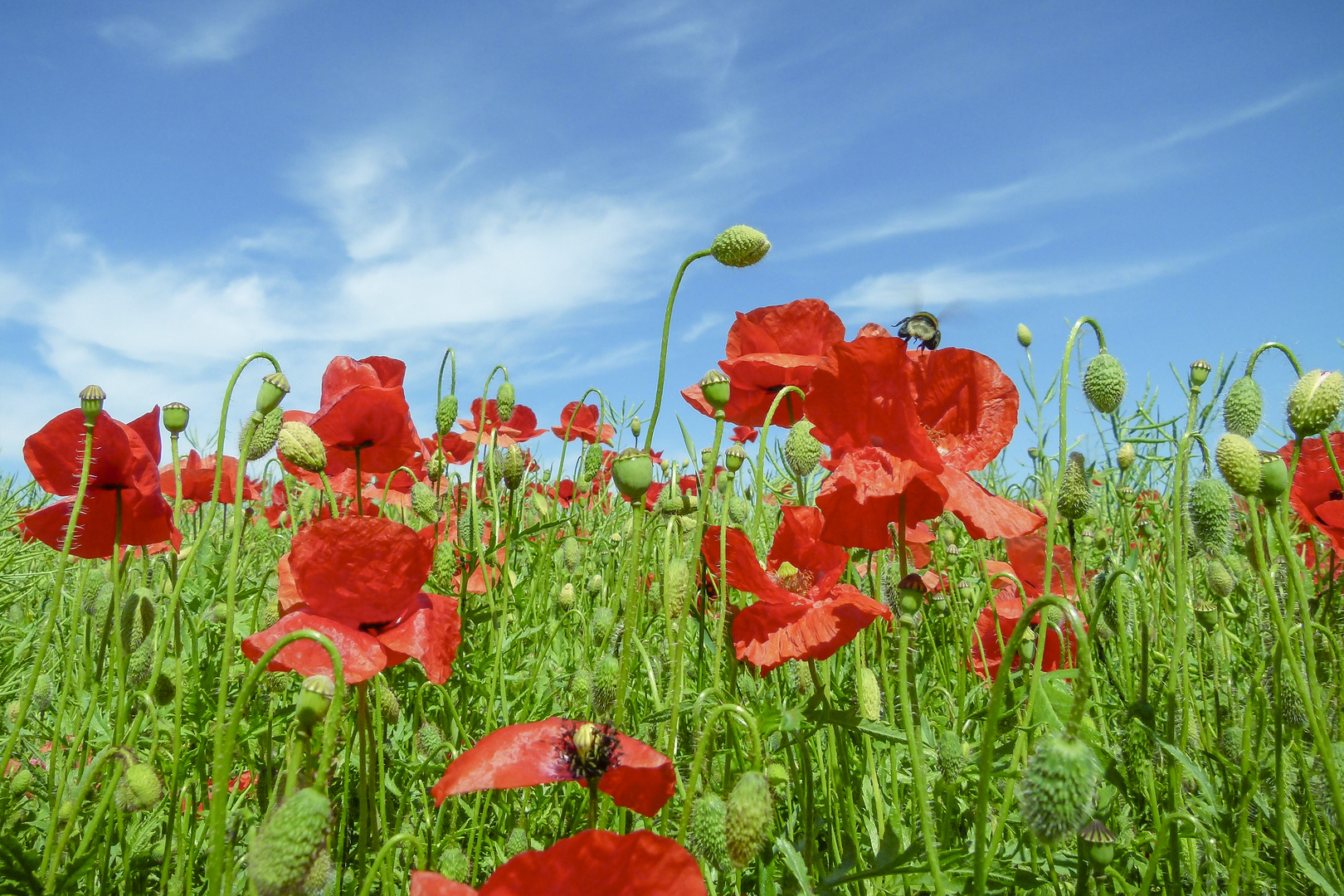 Mohnblumenfeld mit Hummel Foto & Bild | tiere, wildlife, insekten ...