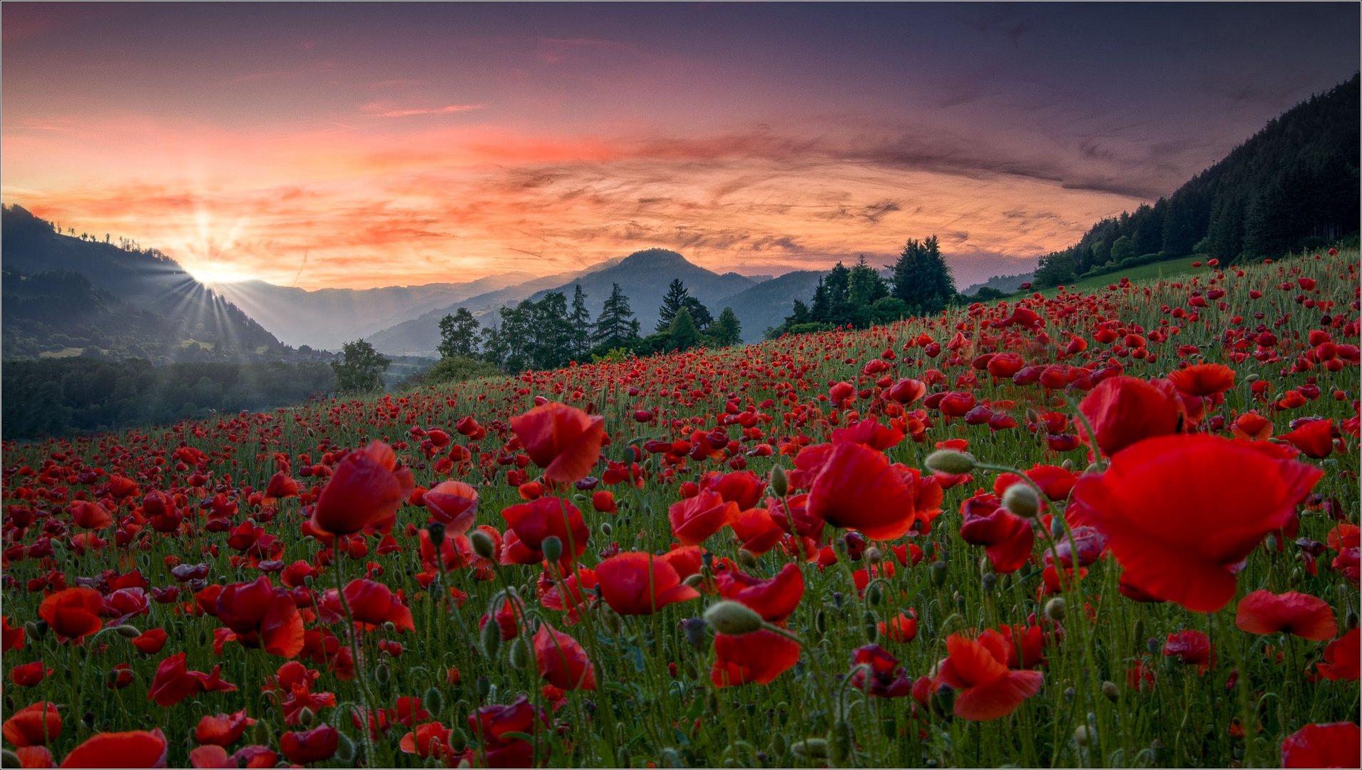 Mohnblumenwiese Foto & Bild | spezial, himmel, natur Bilder auf ...