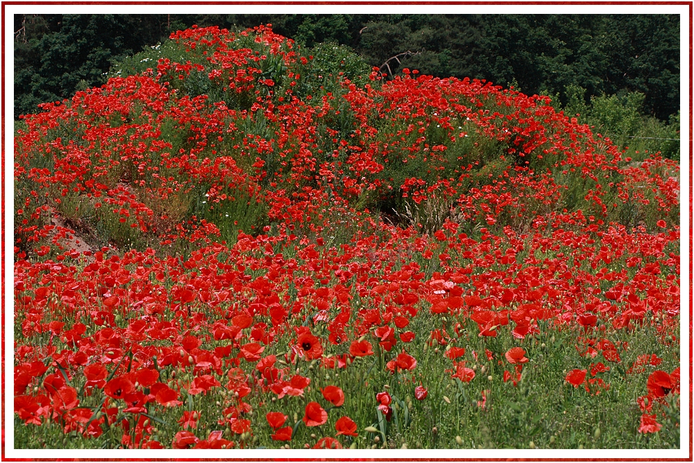 mohnblumenwiese Foto & Bild | pflanzen, pilze & flechten, blüten ...