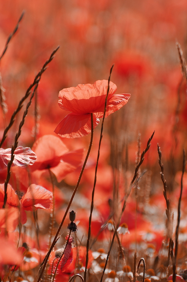 Mohnblumenwiese #05 Foto & Bild | pflanzen, pilze & flechten, blüten ...