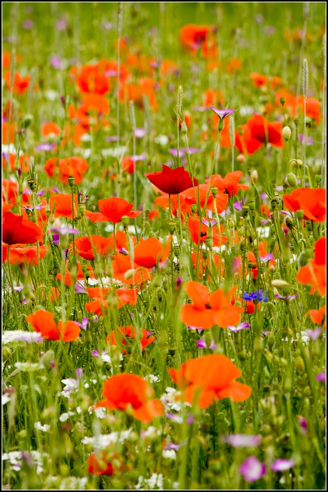 Mohnblumenwiese Foto & Bild | pflanzen, pilze & flechten, blüten ...