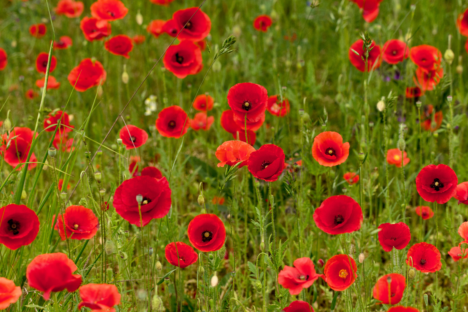 Mohnblumenwiese 1 Foto & Bild | abstraktes, pflanzen, pilze & flechten ...