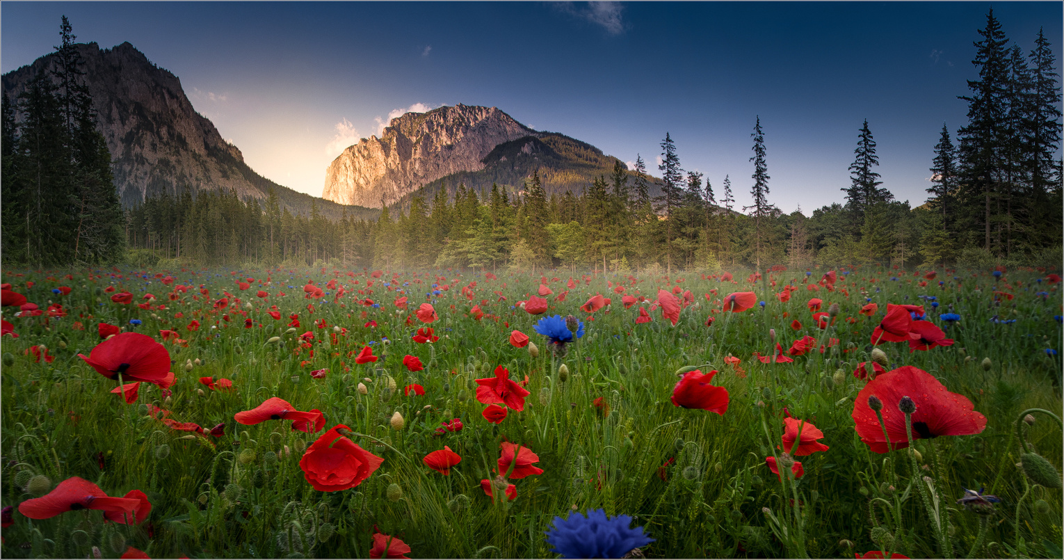 Mohnblumenwiese Foto & Bild | outdoor, bäume, wiese Bilder auf ...
