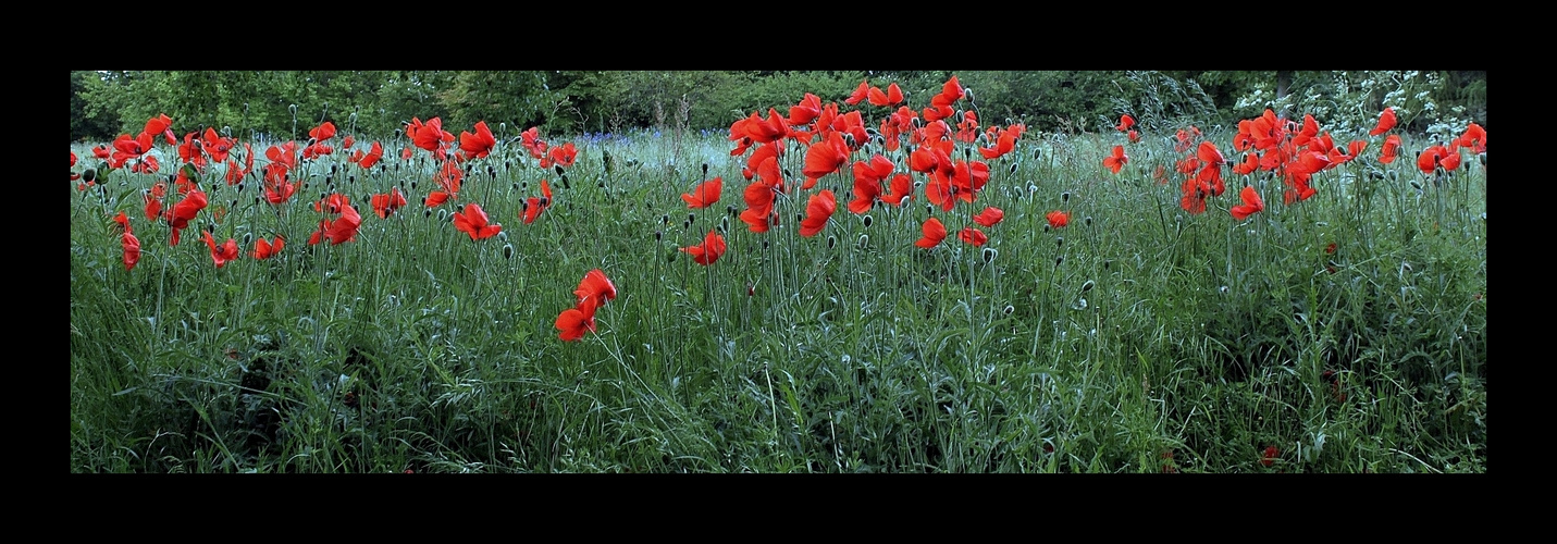 mohnblumenwiese Foto & Bild | landschaft, garten- & parklandschaften ...