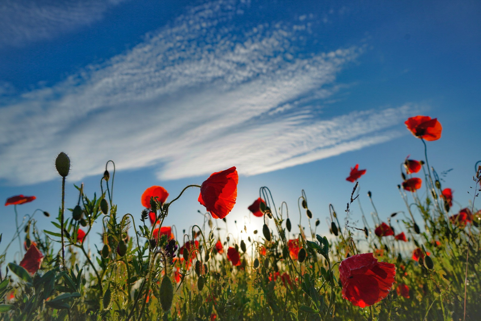 Mohnblumenwiese Foto & Bild | pflanzen, pilze & flechten, blüten ...