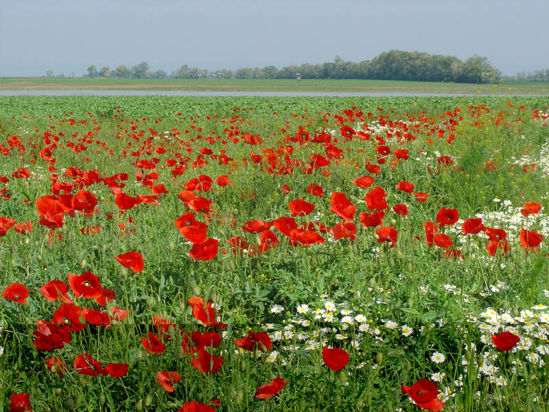 Mohnblumenwiese Foto & Bild | pflanzen, pilze & flechten, blüten ...