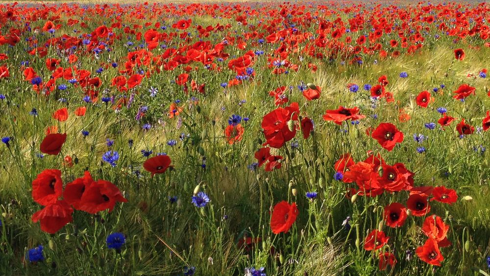 Mohnblumenwiese Foto & Bild | landschaft, Äcker, felder & wiesen ...