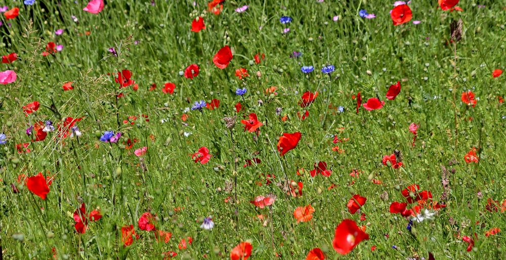 Mohnblumenwiese Foto & Bild | fotos, natur, pflanzen Bilder auf ...