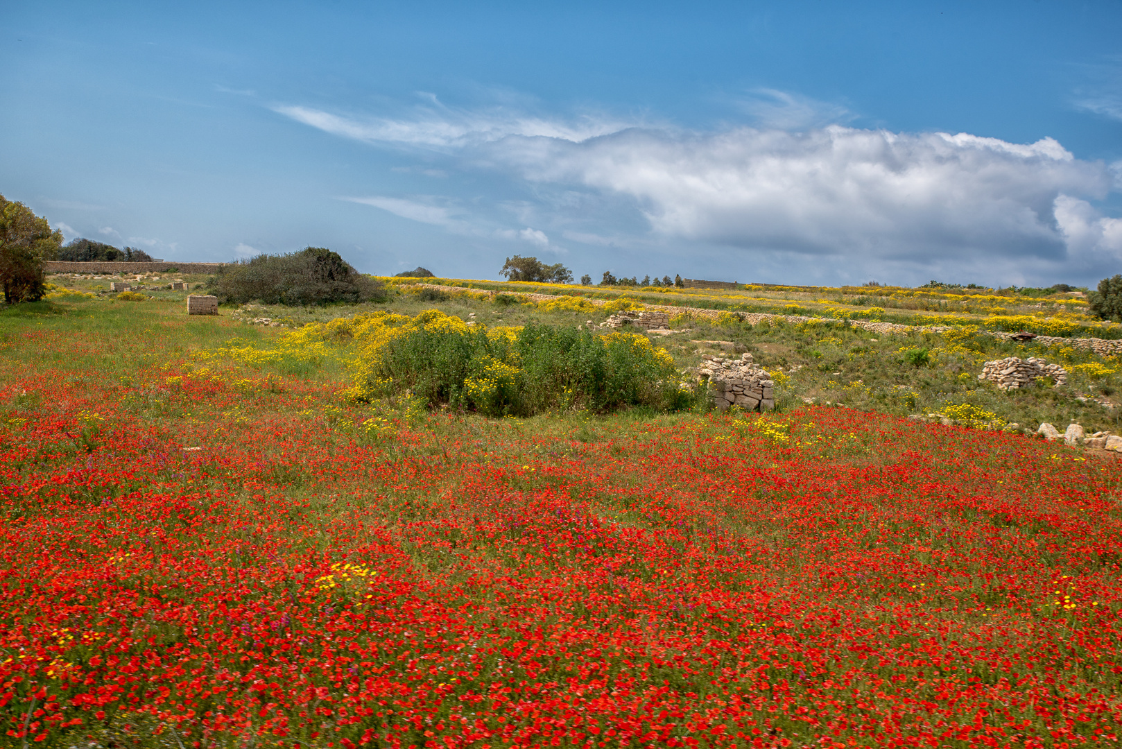 Mohnblumenwiese Foto & Bild | rot, wiese, feld Bilder auf fotocommunity