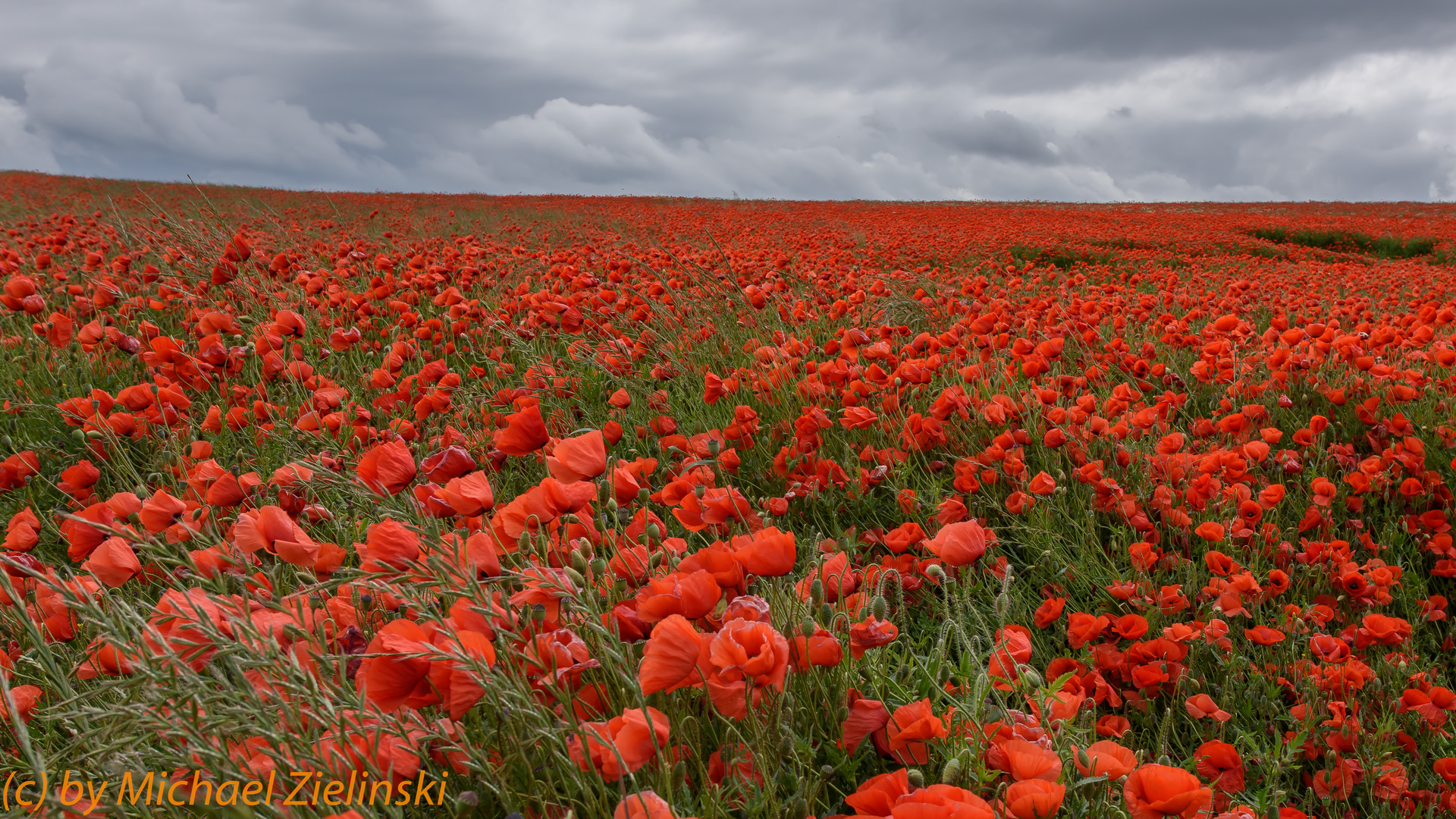 Mohnfeld Foto & Bild | pflanzen, pilze & flechten, blüten ...