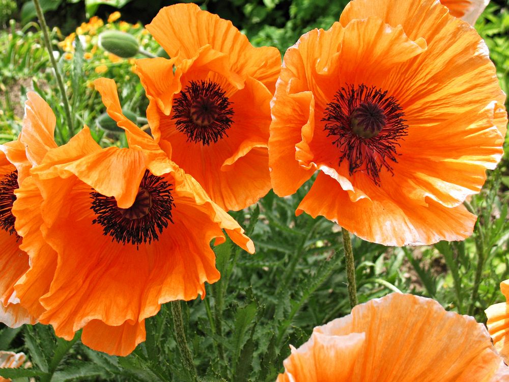 Mohnfeld - Bild & Foto von Kamerablicke aus FLOWER POWER - Fotografie ...