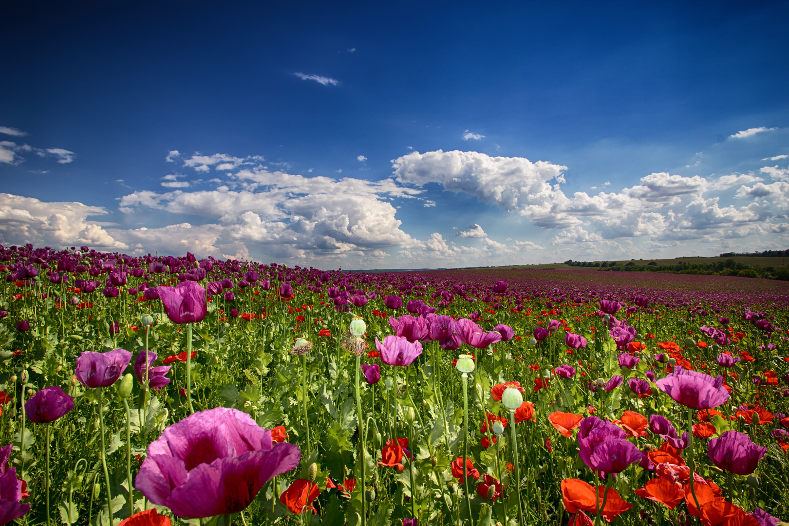 Mohnfeld Foto & Bild | pflanzen, pilze & flechten, 2014, ungarn Bilder ...