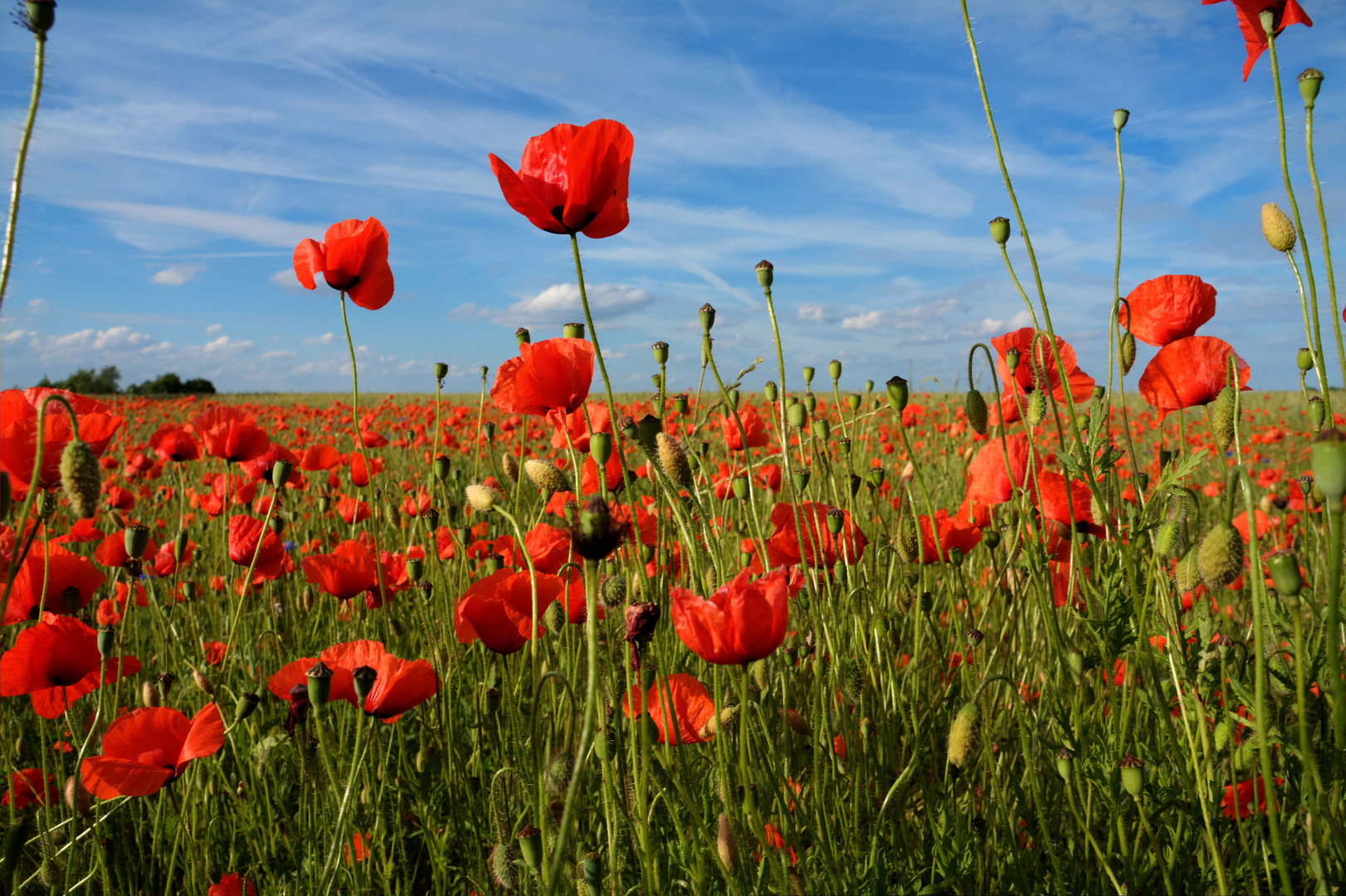 Mohnfeld Foto & Bild | jahreszeiten, sommer, blüten Bilder auf ...