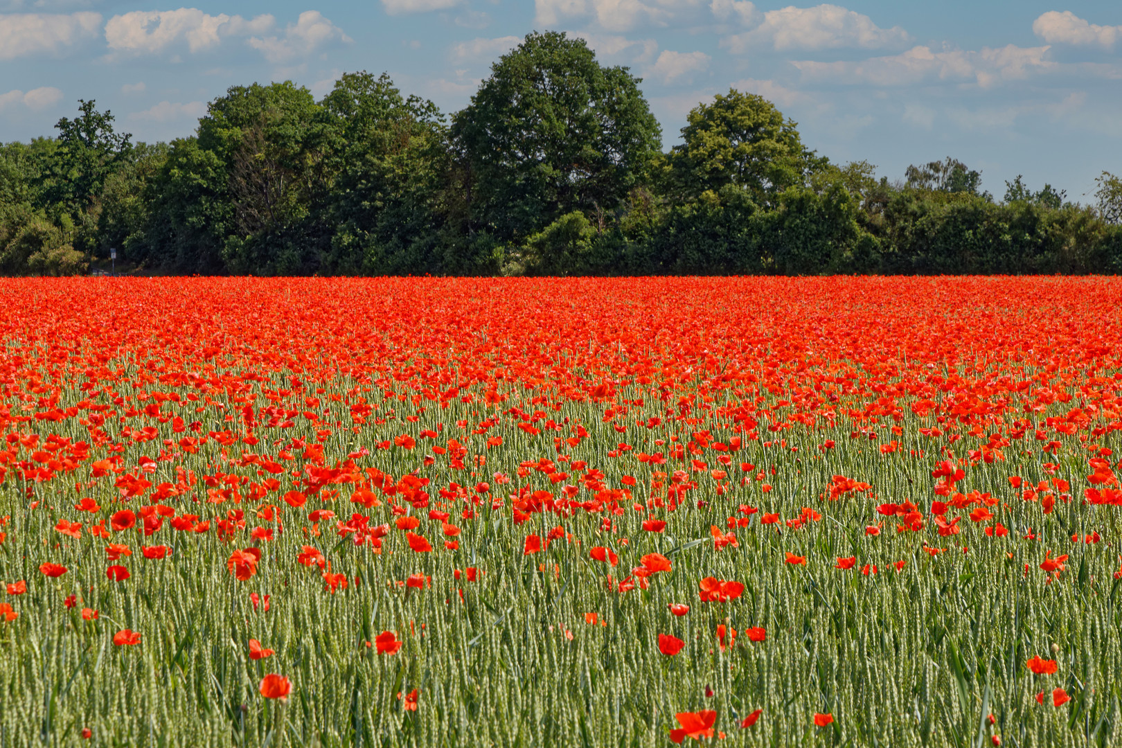Mohnfeld Foto & Bild | pflanzen, pilze & flechten, blüten ...