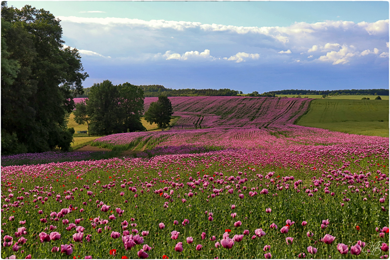 Mohnfeld Foto & Bild | spezial, mohnfeld, wolken Bilder auf fotocommunity