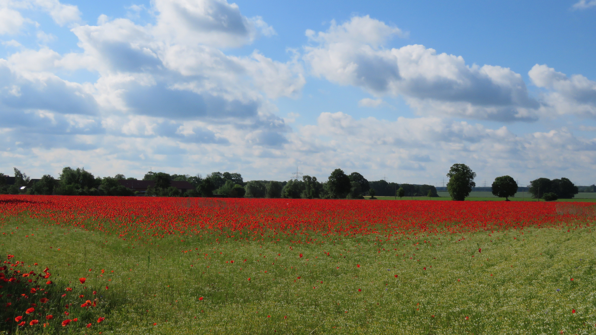 Mohnfeld 2 Foto & Bild | landschaft, himmel, projekte Bilder auf ...