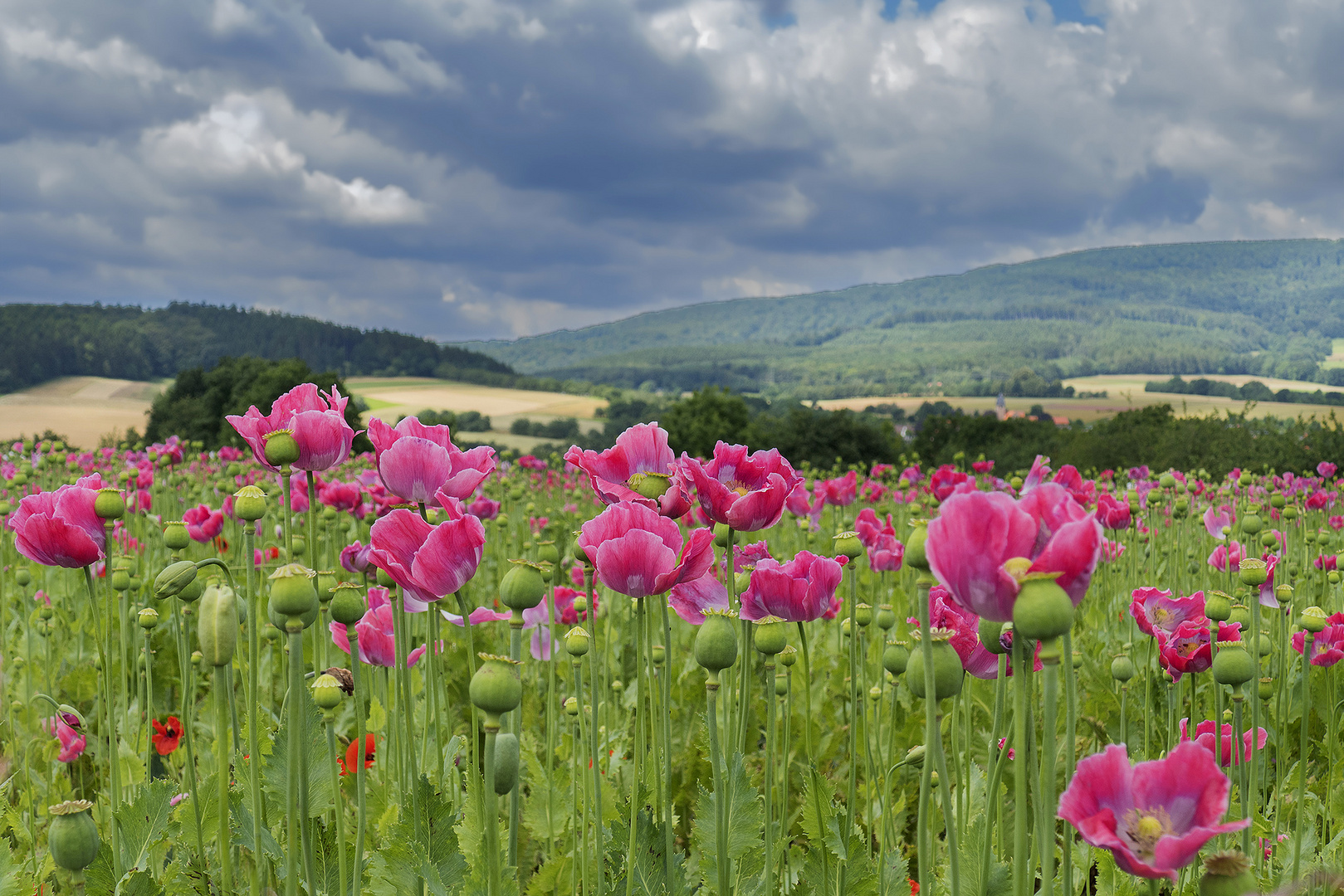Mohnfeld Foto & Bild | mohnfeld, sommer, wolken Bilder auf fotocommunity
