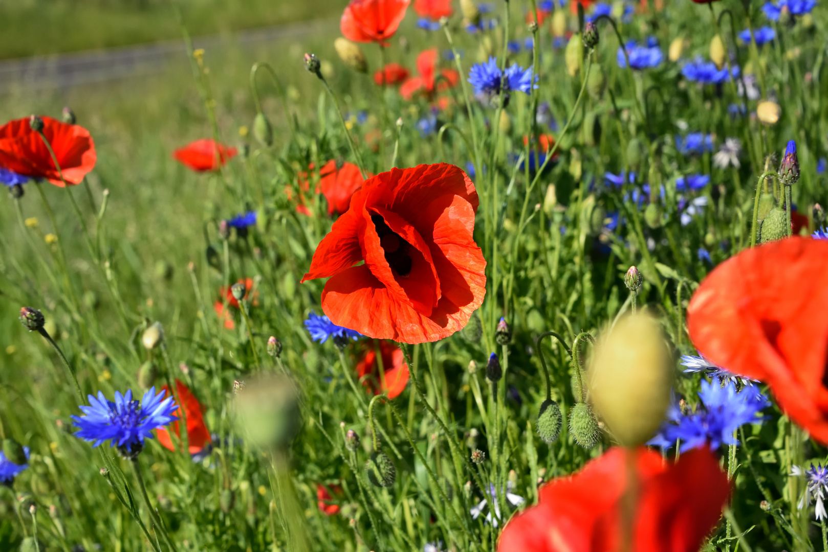Mohnfeld 3 Foto & Bild | landschaft, Äcker, felder & wiesen, d 750 ...