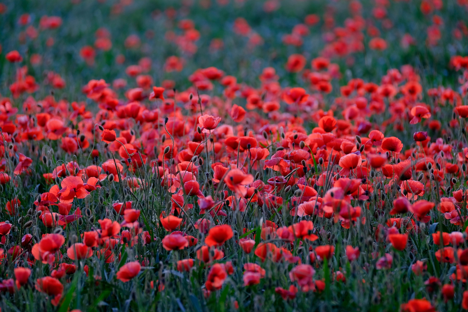 Mohnfeld Foto & Bild | natur Bilder auf fotocommunity