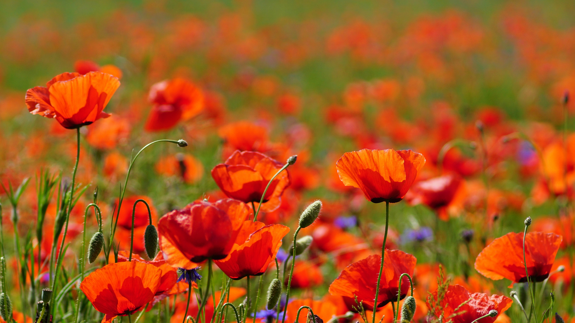 Mohnfeld Foto & Bild | kornblumen, mohn, klatschmohn Bilder auf ...