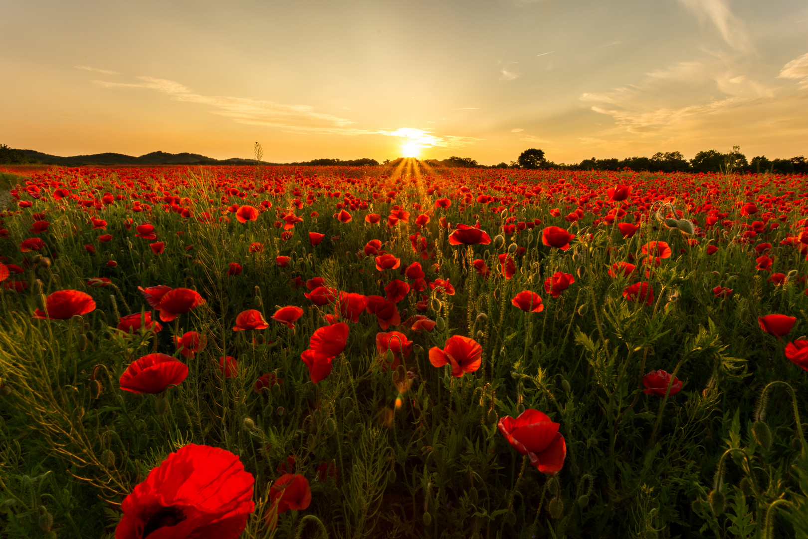 Mohnfeld Foto & Bild | landschaft, Äcker, felder & wiesen ...