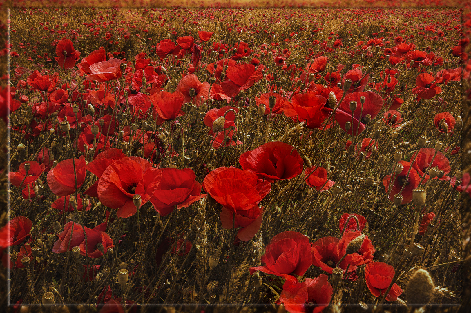 Mohnfeld Foto & Bild | nikon, rot, mohnfeld Bilder auf fotocommunity