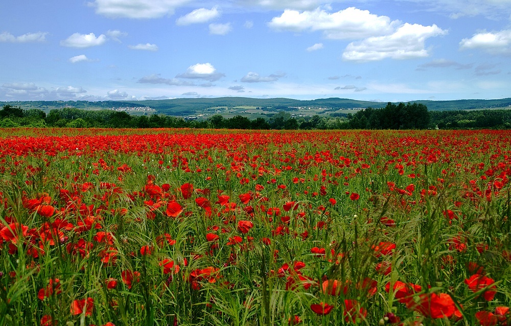 Mohnfeld Foto & Bild | pflanzen, pilze & flechten, blüten ...