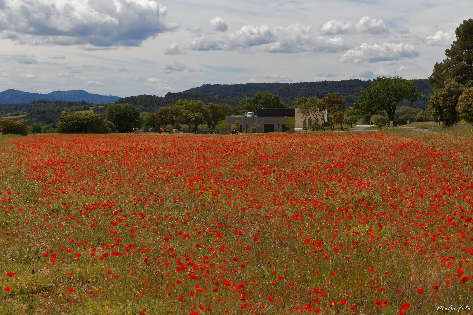 Mohnfeld Foto & Bild | europe, france, provence-alpes-côte d'azur ...
