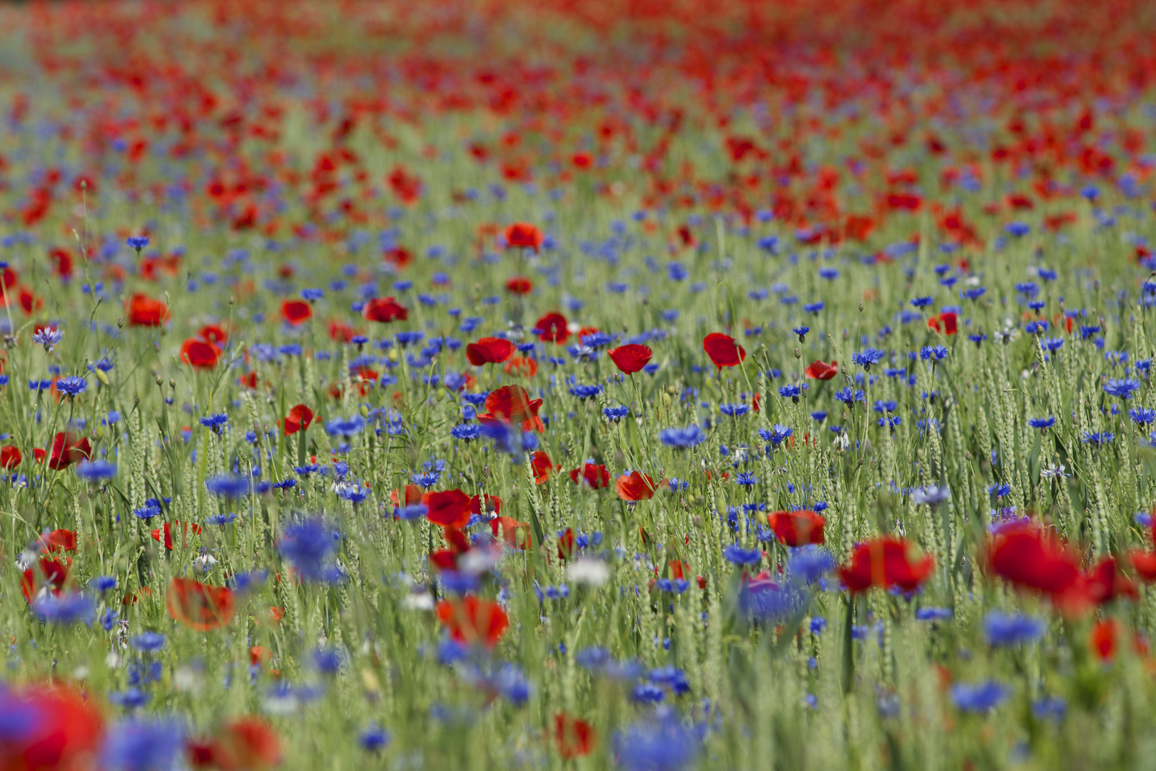 Mohnfeld.............. Foto & Bild | pflanzen, pilze & flechten, blüten ...