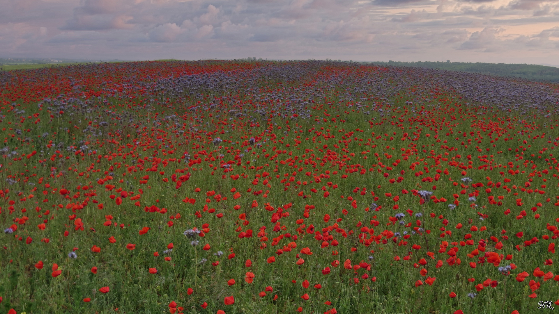 Mohnfeld Foto & Bild | outdoor, himmel, natur Bilder auf fotocommunity